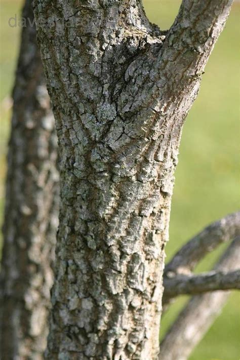 Persimmon Tree Bark Identification