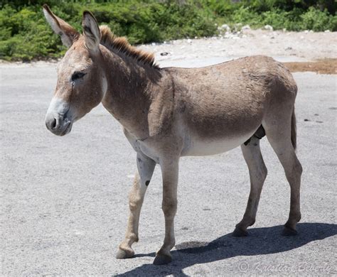 Five Paws Studio Grand Turk S Donkeys