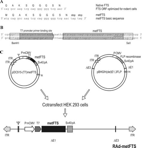 Dna Constructs Encoding The Biologically Active Serum Thymus Factor