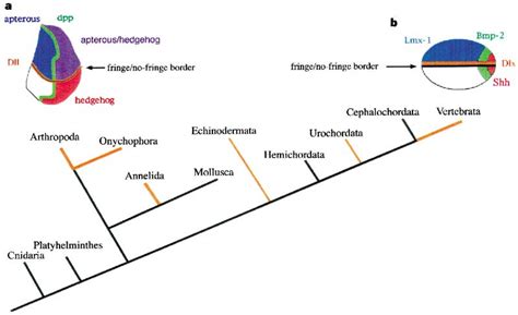 Animal Cladogram