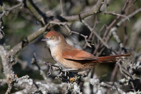 Greater Thornbird Phacellodomus Ruber Ecoregistros