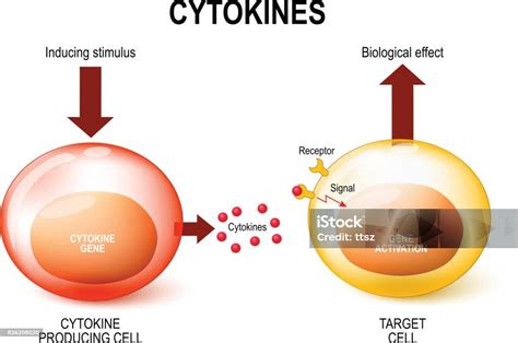 Vetores De Citocinas E Mais Imagens De Citocina Citocina Receptor
