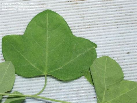 Plant Identification Closed Wild Passiflora 1 By Donnab