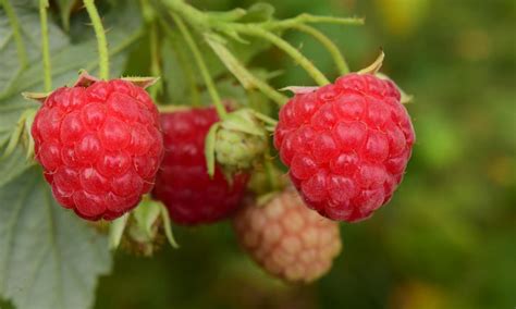 Pruning Raspberry Bushes A Guide For Seasonal Varieties Garden Guide