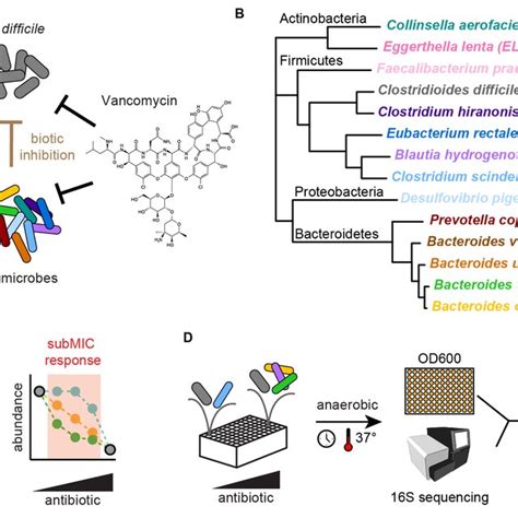 C Difficile Antibiotic Response In Multispecies Gut Microbe