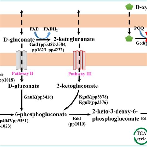 Schematic Representation Of Glucose Metabolism And Xylose Download