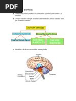 Funciones De Los Núcleos Hipotalámicos Pdf Hipotálamo Cerebro