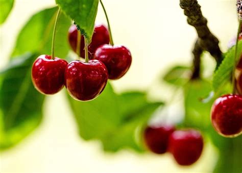 Cherries From Quebec Restricted From Entering U S The Packer