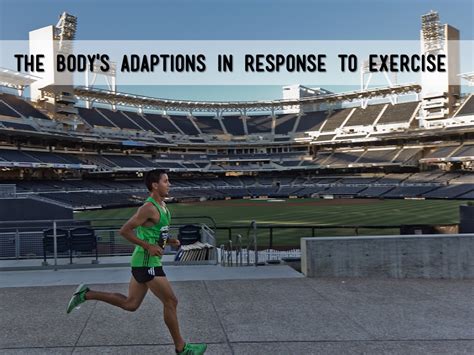 The Bodys Adaption In Response To Exercise By Mishka