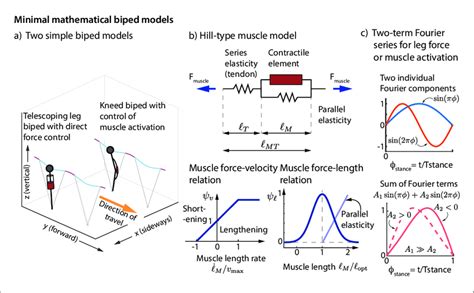 Minimal Mathematical Biped Models A Two Simple Biped Models Were Download Scientific Diagram