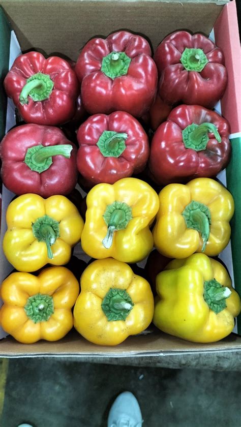 Ziad Fathy On Linkedin Bellpepper Exporting Highequlity
