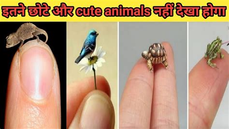 दुनिया के 10 सबसे छोटे और Cute Animals🔥 जिन्हे देखने के लिए नसीब लगता