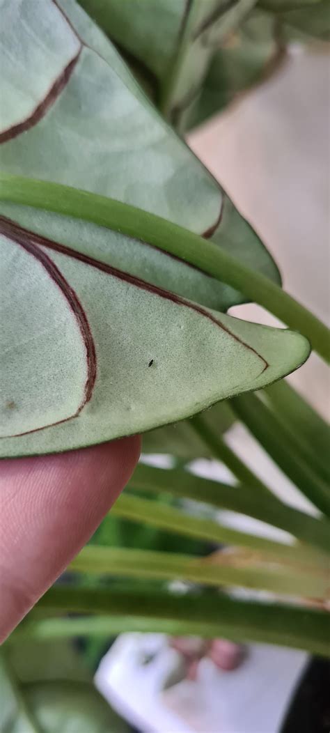 Tiny Black Bugs On My Alocasia London Uk About 3mm Long Rplantclinic