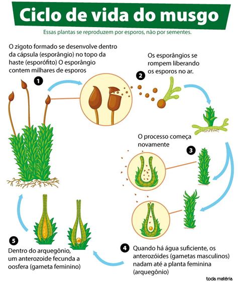 Exemplos De Plantas Briofitas Biologia Reino Metáfita