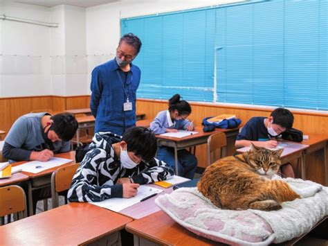 道路でうずくまっていた子猫 学習塾の猫塾長になり、子どもたちを見守る 「犬や猫ともっと幸せに」をコンセプトにしたwebメディア「sippo」