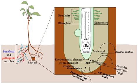 Root Exudate Metabolites Alter Food Crops Microbiomes Impacting Plant Biocontrol And Growth