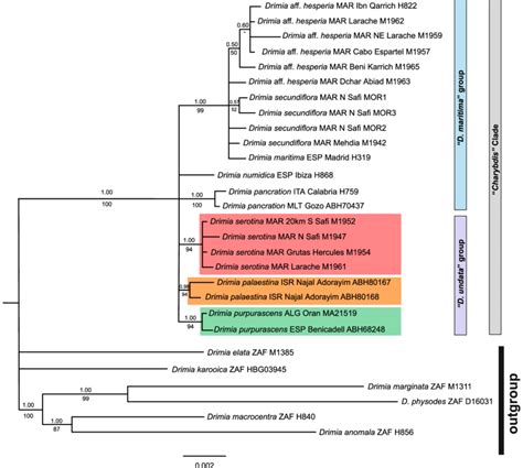 Bayesian Inference Bi Phylogenetic Tree For The Charybdis Clade