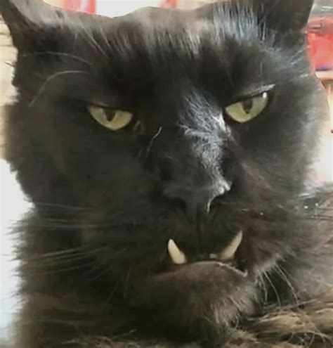 New Floppa Cat Update Real 3AM GONE WRONG GONE SEXUAL GONE HOMOPHOBIC