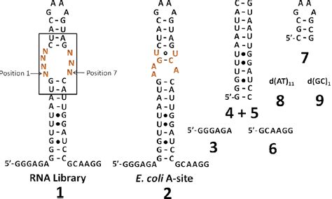figure 1 from two dimensional combinatorial screening of a bacterial