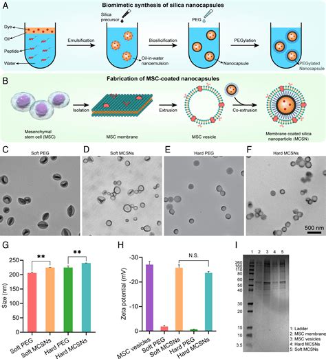 Nanoparticle Elasticity Regulates The Formation Of Cell Membrane Coated