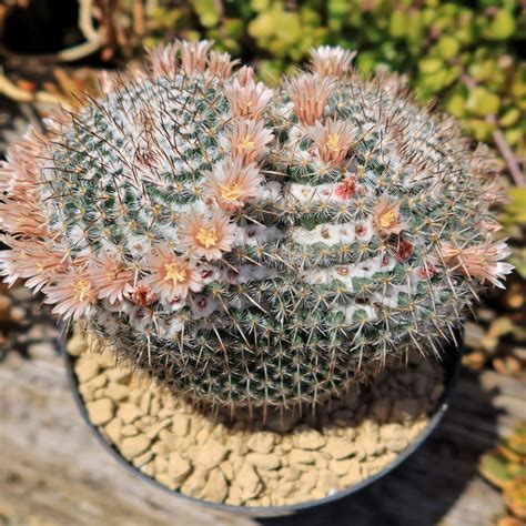 Owl Eye Cactus Mammillaria Parkinsonii Order Online At Planet Desert