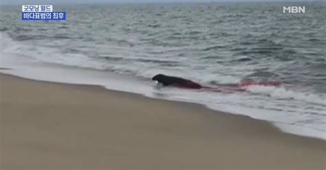 [굿모닝 월드2]바다표범의 최후