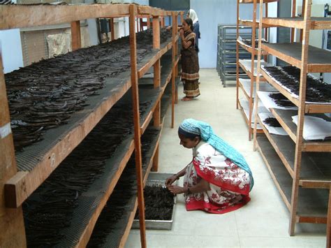 A Perfect Cure For The Worlds Vanilla Shortage