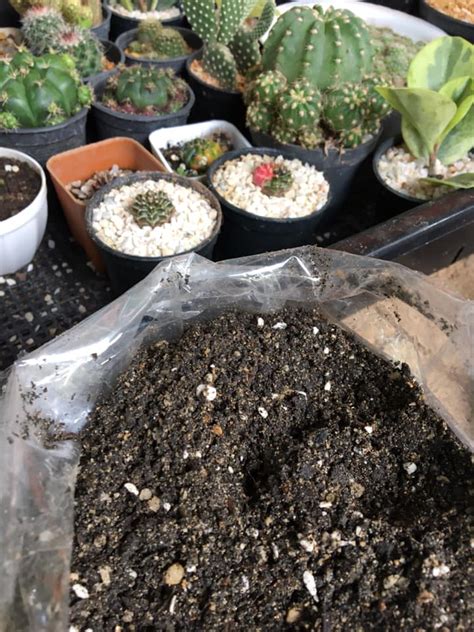 🌵ดินปลูกแคสตัส งอกเงยดี ไมโคร ออร์แกนิค ฟาร์ม By มาดามดอย