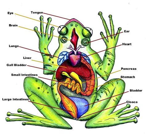 Frog Dissection Diagram Labeled Frog Dissection Anatomy And