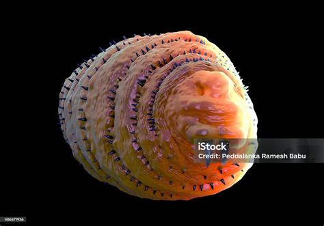 Botfly 말파리 유충 또는 Gasterophilus 기생충 플라이에는 유충 쇠파리에 대한 스톡 사진 및 기타 이미지