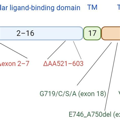 Egfr Mutations And Their Occurrence In Different Tumor Types The