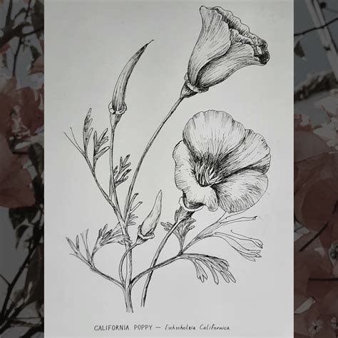 California Poppy Flower Drawing California Poppy Flowers Drawn And