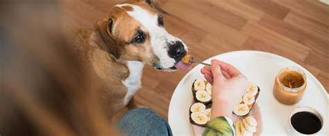 Can Dogs Eat Bananas