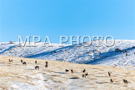 Хустайн байгалийн цогцолборт газар Mongolian Press Agency