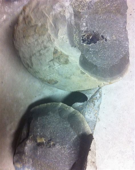 3d Prepped Fossil Crab Pulalius From Washington 456 For Sale