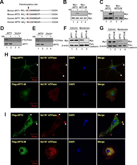 Dynamic Palmitoylation Links Cytosol Membrane Shuttling Of Acyl Protein