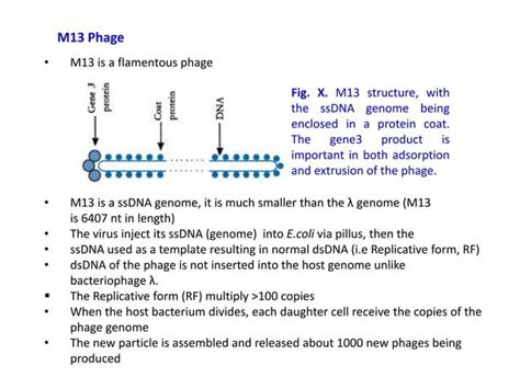 Lecture Two Genetics Engineering Ppte Pptx
