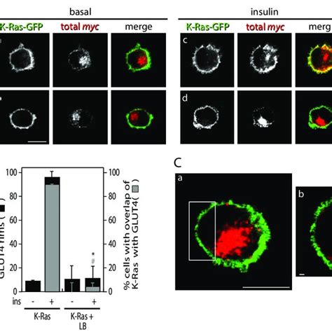 Latrunculin B Treatment Or Dominant Negative Rac Vastly Diminish