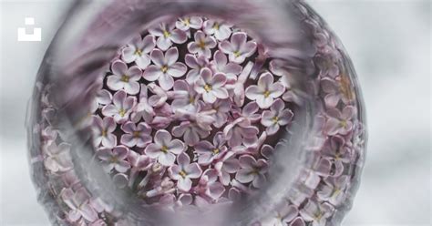 투명 유리 그릇에 분홍색과 녹색 꽃잎 사진 Unsplash의 무료 회색 이미지