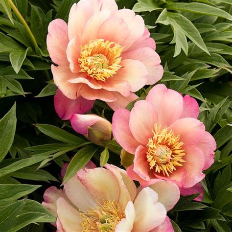 Julia Rose Itoh Peony Trees Today Nursery