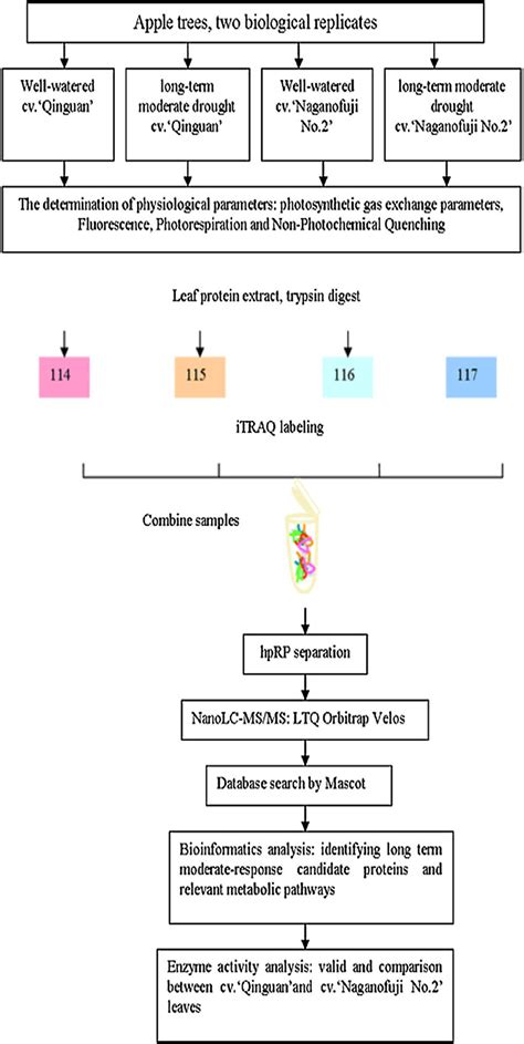 The Overview Of The Experimental Design And Workflow Download Scientific Diagram