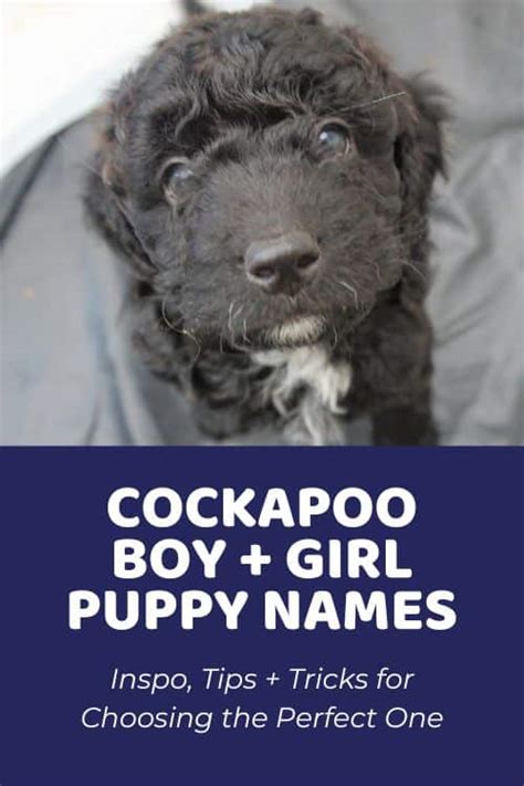 Best Cockapoo Names How To Choose The Perfect Name For Your Puppy