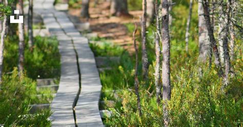 나무가 많은 숲을 통과하는 길 사진 Unsplash의 무료 길 이미지