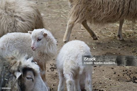 어린 양들이 모래 땅 위에 서로 가까이 서 있습니다 푹신푹신한 퍼와 청순한 표정 0명에 대한 스톡 사진 및 기타 이미지 0명 귀여운 농업 Istock