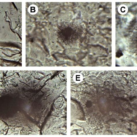 Classification Of G Roeseli Hemocytes In The Comet Assay According To Download Scientific