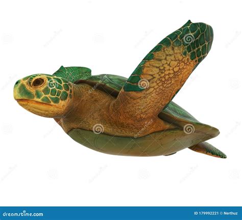 Sea Turtle Isolated Stock Illustration Illustration Of Aquarium