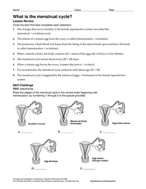 Menstrual Cycle Colouring Colouring Sheets Teacher Made