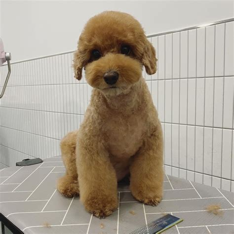 익산애견미용 익산강아지미용 익산강아지스파 모현동애견 모현동강아지 쁘띠멍살롱 봄이 네이버 블로그