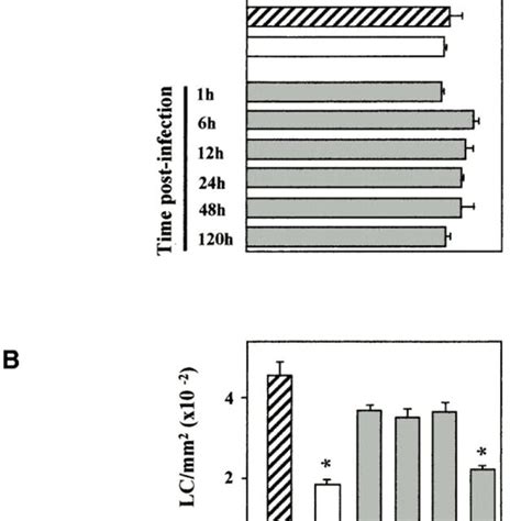 Immunohistochemical Staining Of Murine Epidermal Sheets After