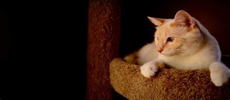 Best Cat Climbing Structures [for All Cats] Cat Climbing Structures